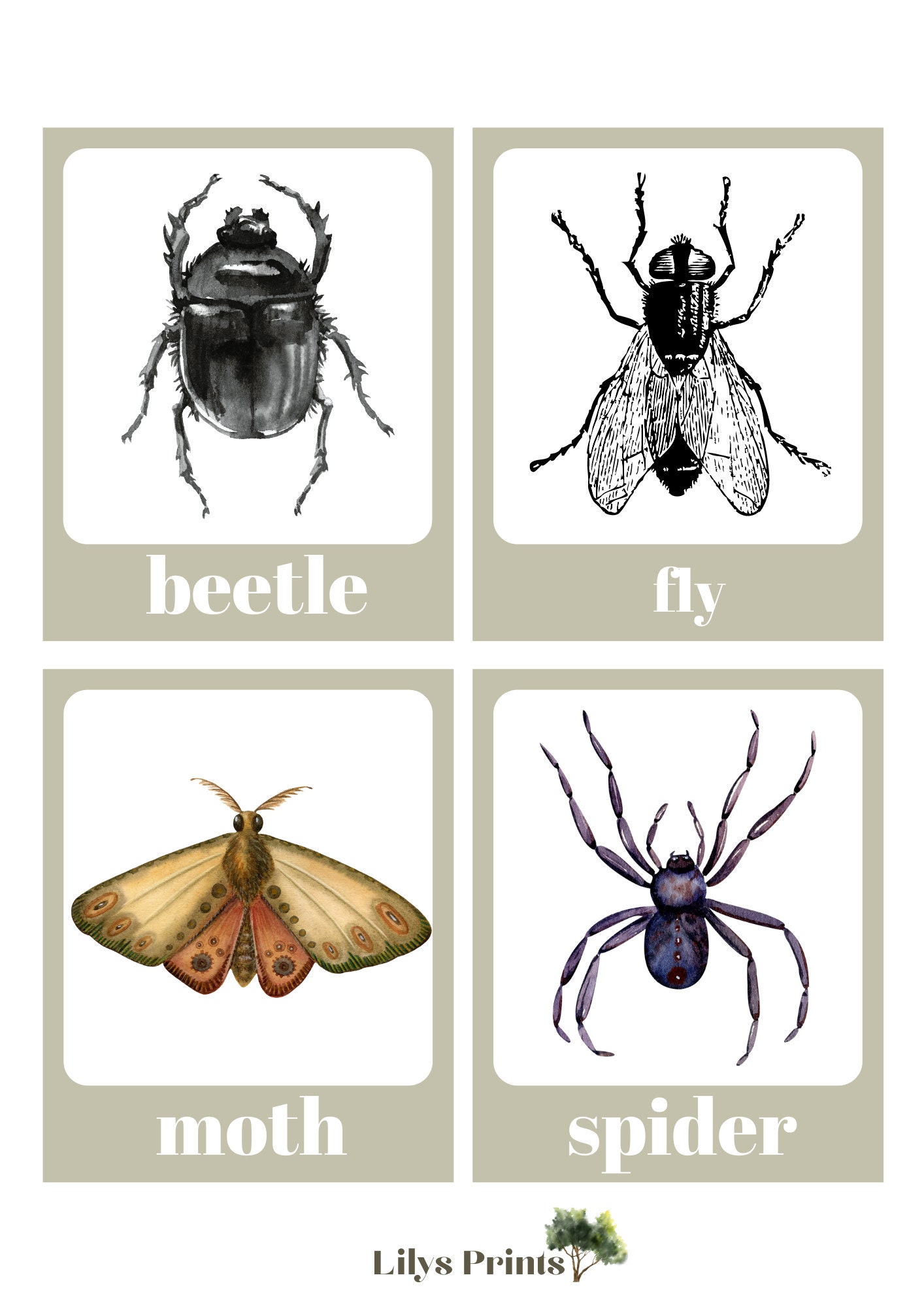 Bug Flash Cards Flash Cards Education Learning Digital Download ...