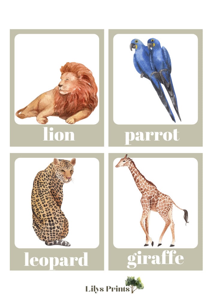 Safari Animal Flash Cards Flash Cards Education Learning - Etsy