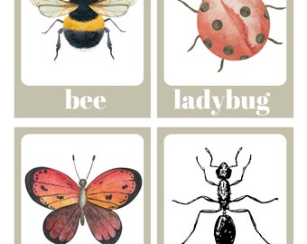 Bug Flash Cards - Etsy