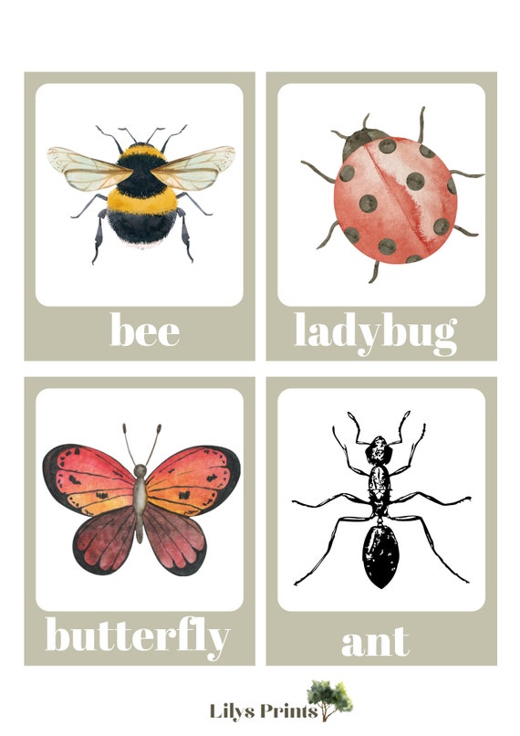 Bug Flash Cards Flash Cards Education Learning Digital | Etsy