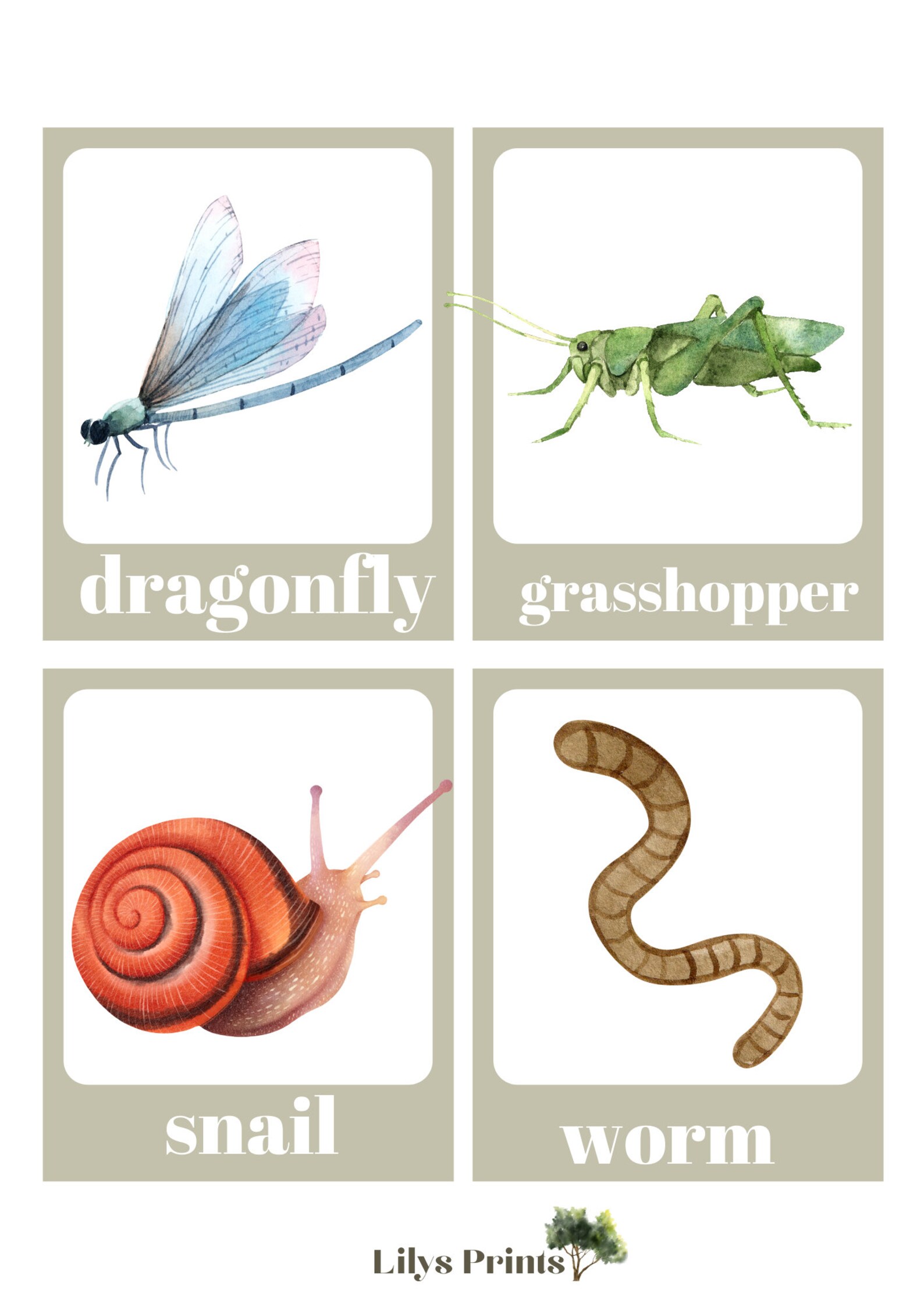 Bug Flash Cards Flash Cards Education Learning Digital Download ...