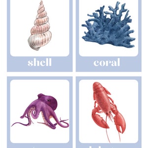 Ocean Animals Flash Cards Flash Cards Education Learning Digital ...