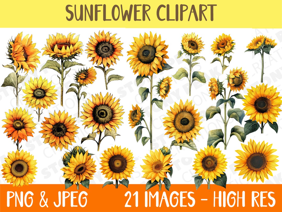 Sunflower Clip Art Bundle, Fall Autumn Floral Pngs, Digital Download ...
