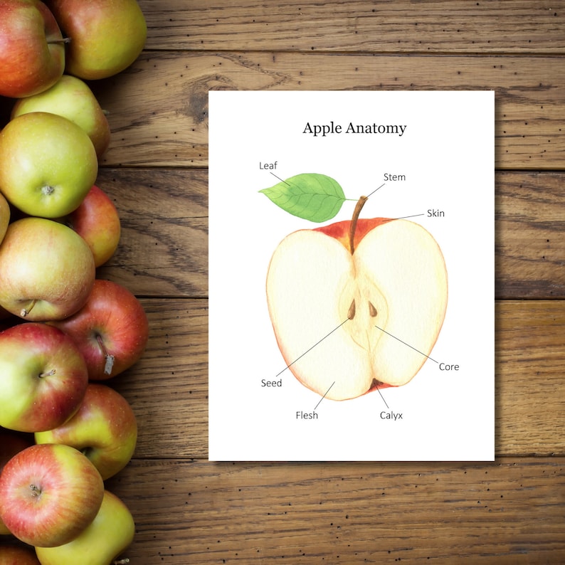 Apple Study Unit: Life Cycle, Anatomy & Number Puzzle (digital Download ...