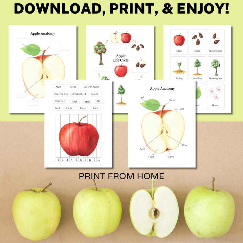 Apple Study Unit: Life Cycle, Anatomy & Number Puzzle (digital Download ...