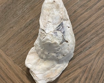 Rhode Island Shells - Etsy