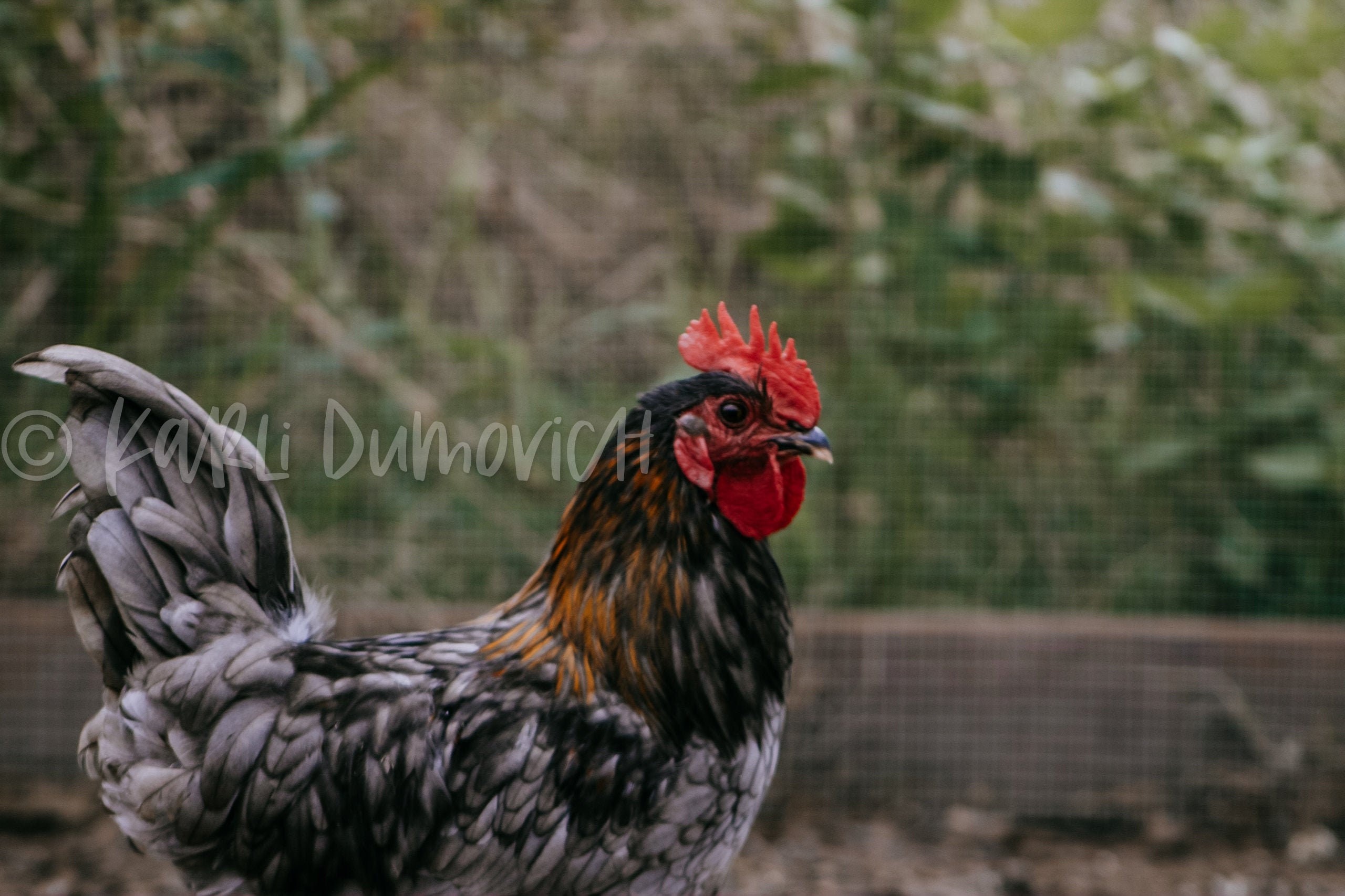 Maran Roosters for sale| 32 ads for used Maran Roosters