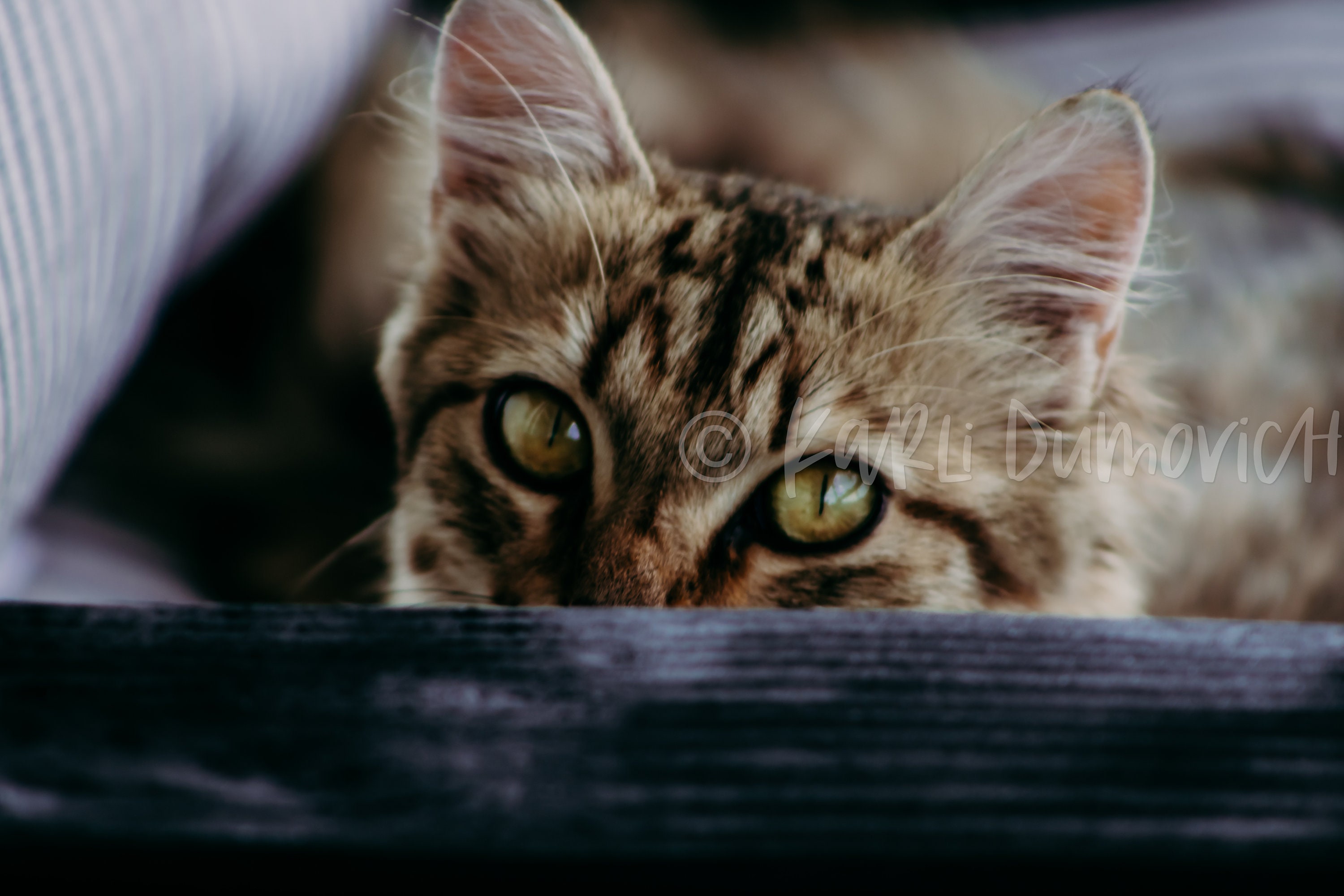 Farm Cat Printable, Farm Cat Digital Print, Cat Printable, Farm ...