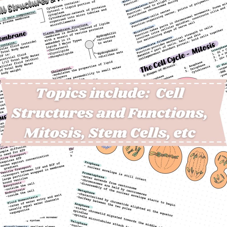 Human Anatomy | Cell Structures and Functions Notes - Etsy