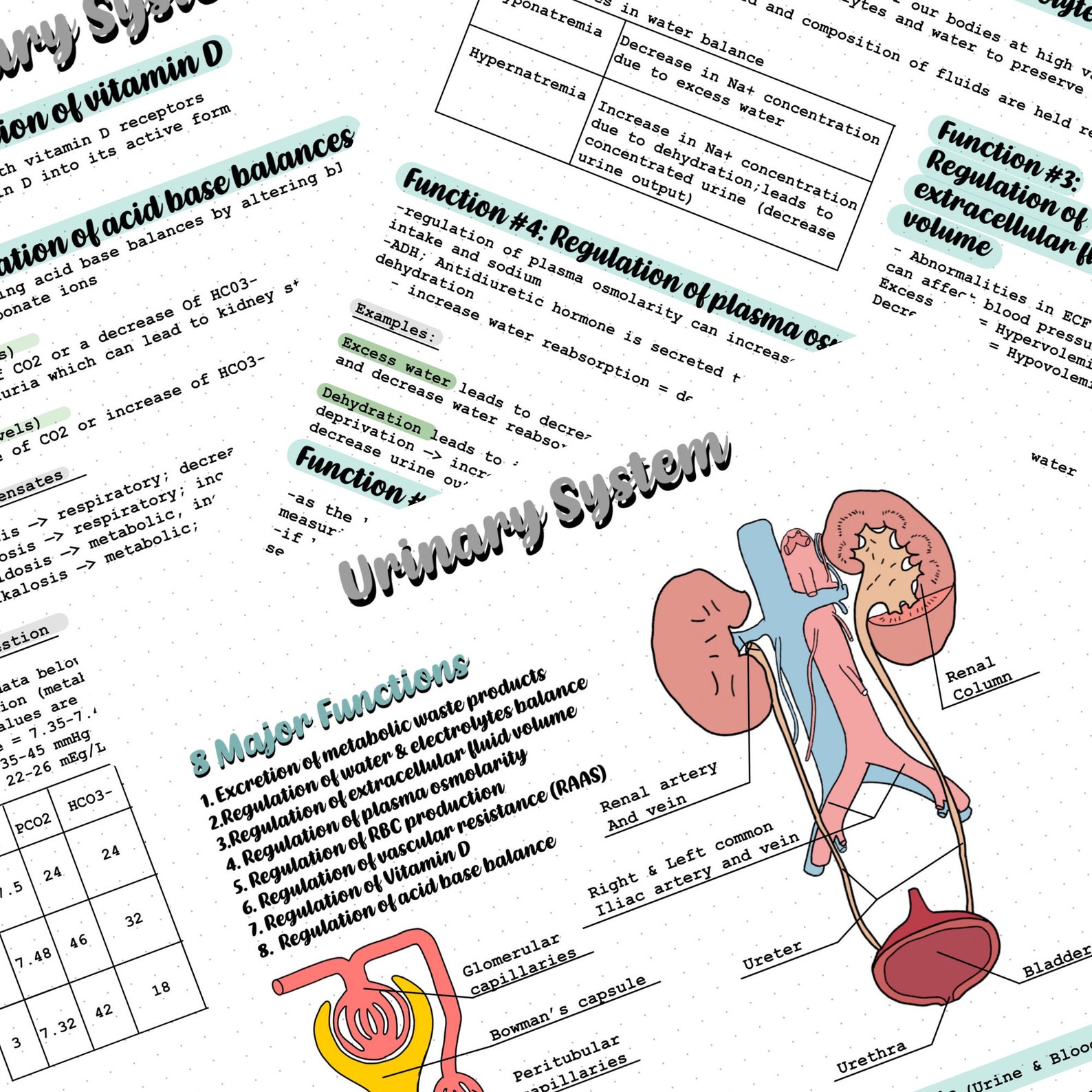 Human Anatomy | Urinary System Notes - Etsy