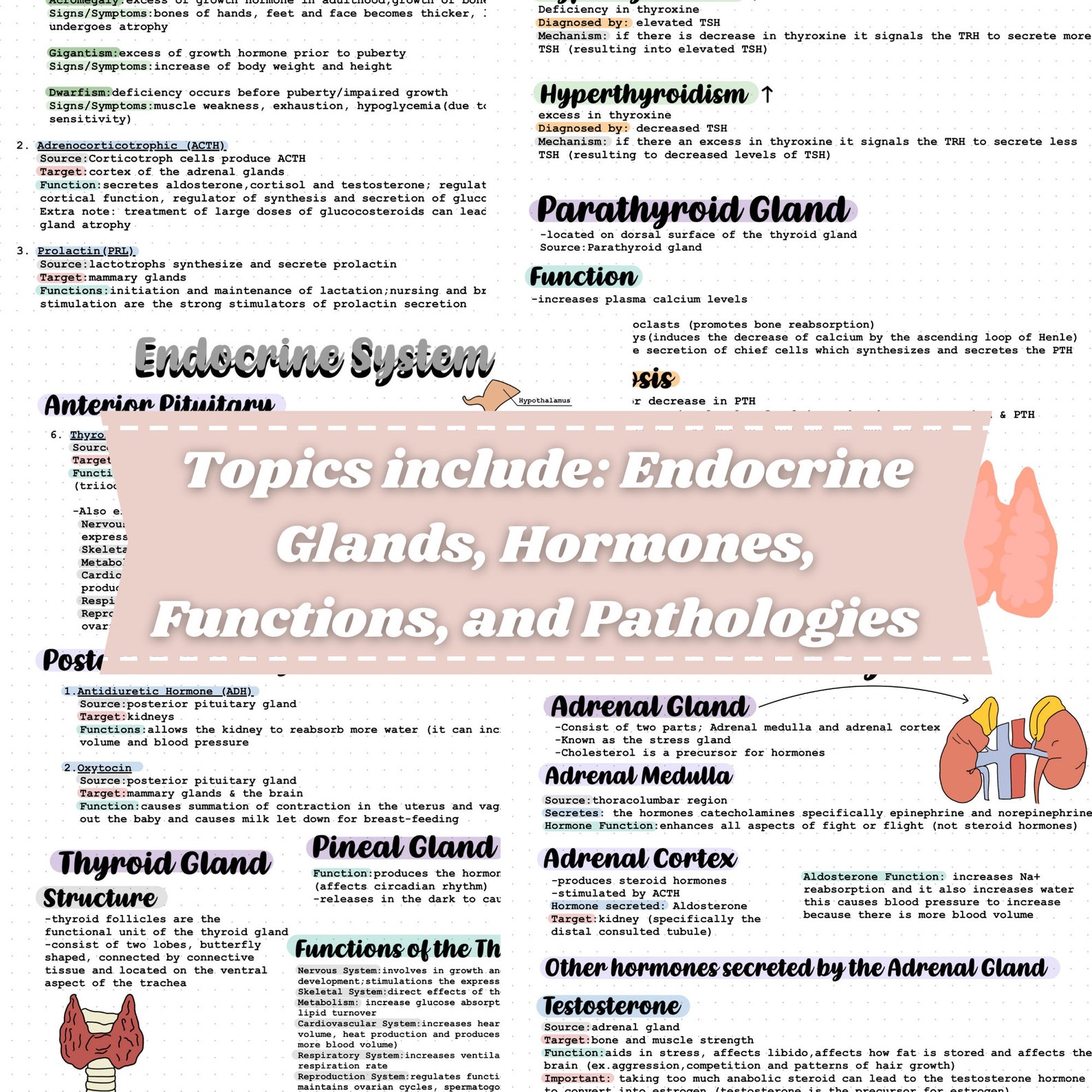 Human Anatomy | Endocrine System Notes - Etsy