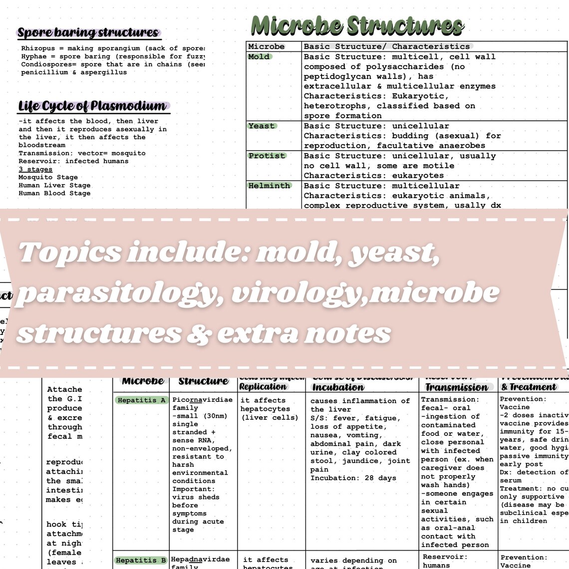 Microbiology | Notes & Charts - Etsy