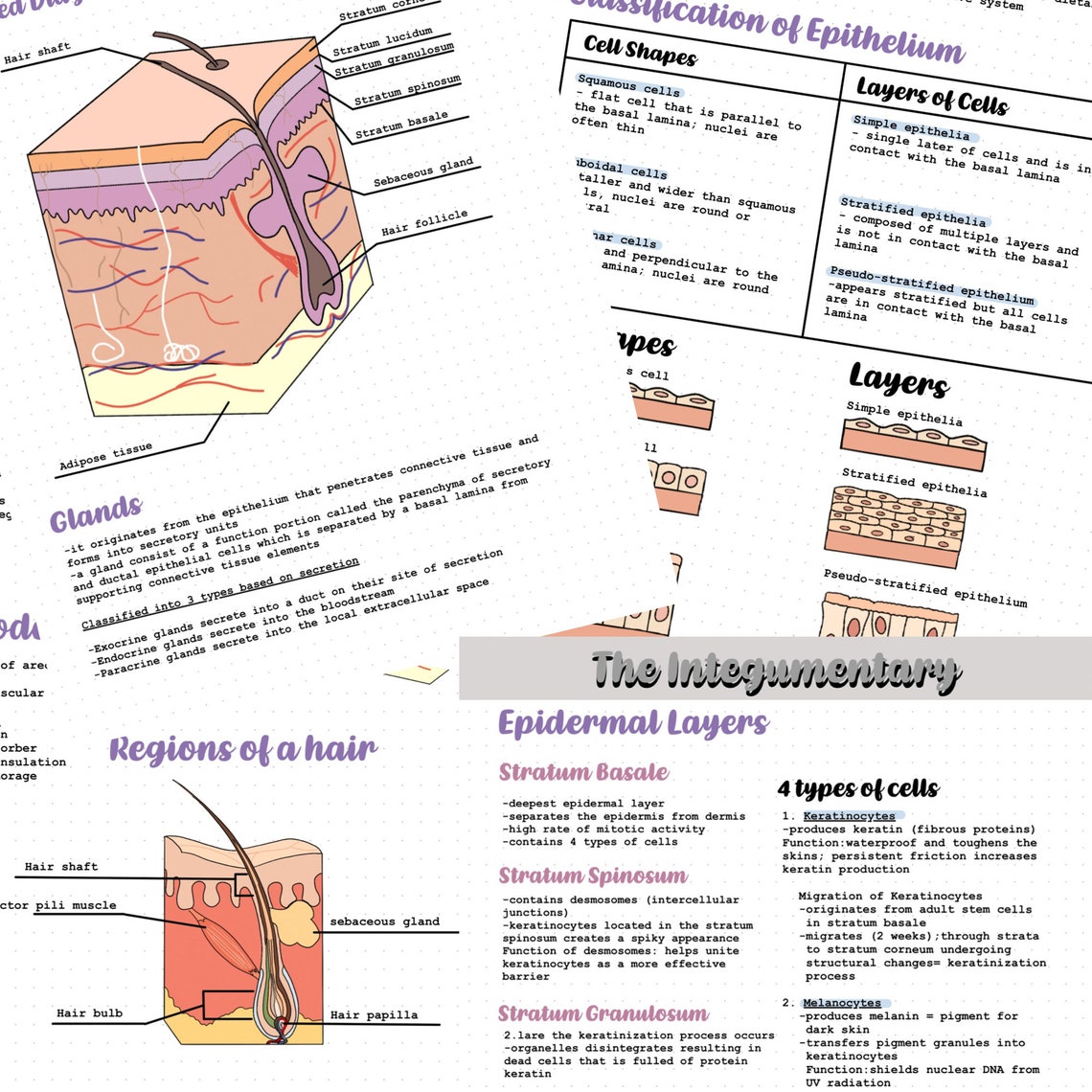 Human Anatomy | Integumentary System Study Guide | Epithelial Tissue ...