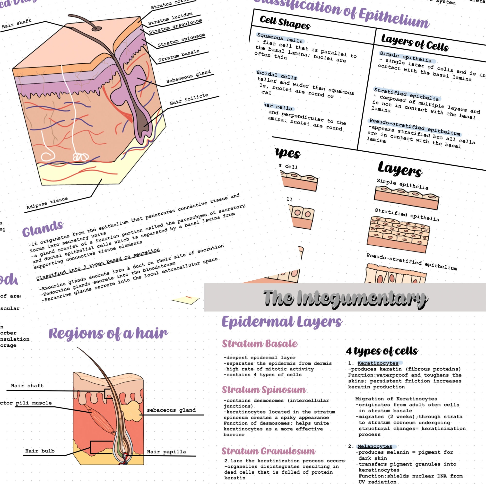 Human Anatomy | Integumentary System Study Guide | Epithelial Tissue ...
