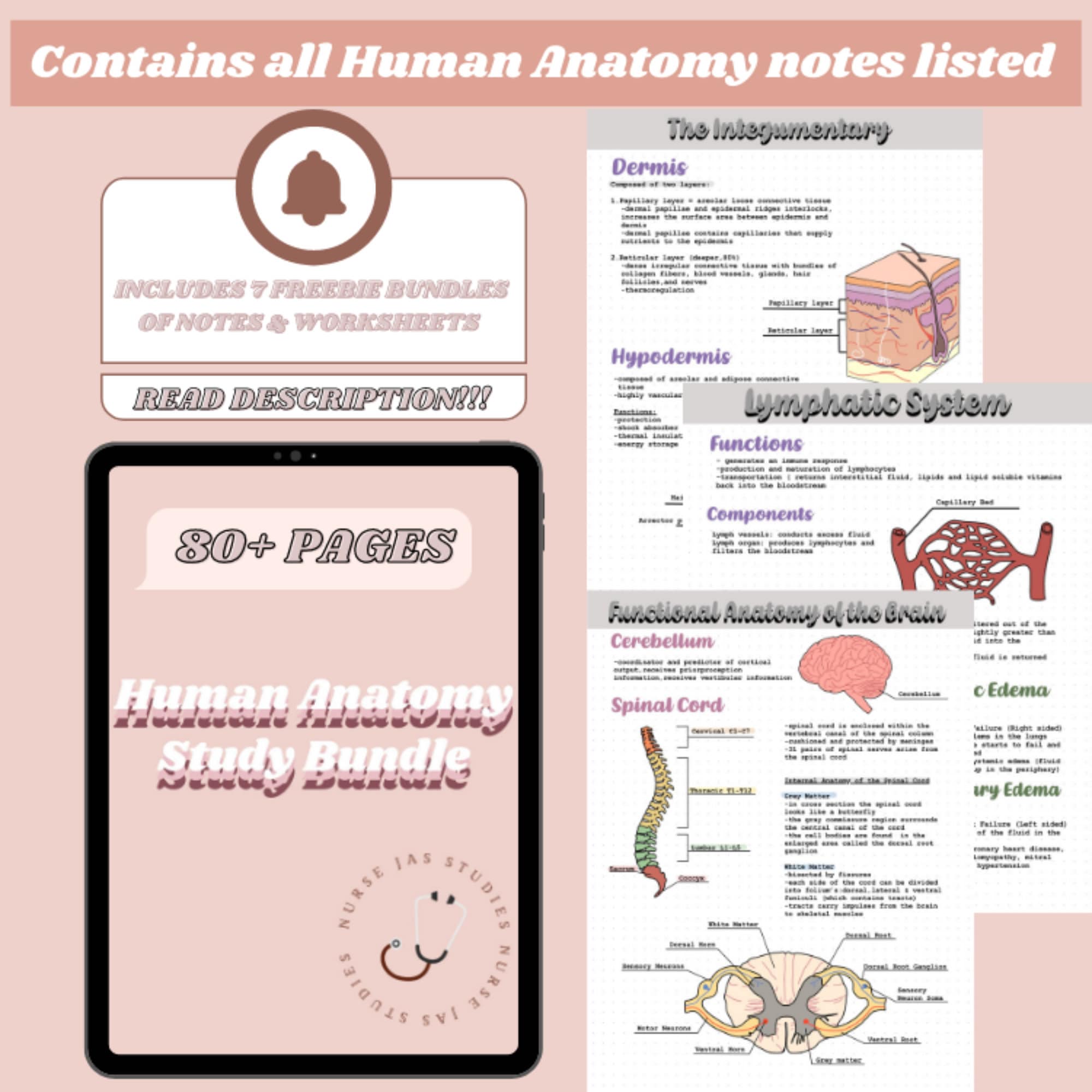 Human Anatomy Complete Study Bundle | Anatomy Notes & Study Guide - Etsy