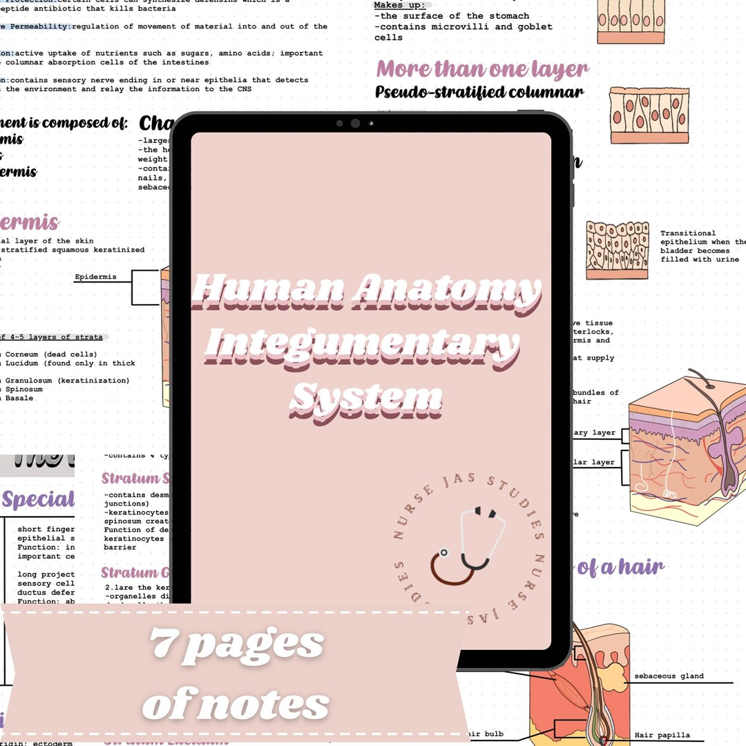 Human Anatomy | Integumentary System Study Guide | Epithelial Tissue ...