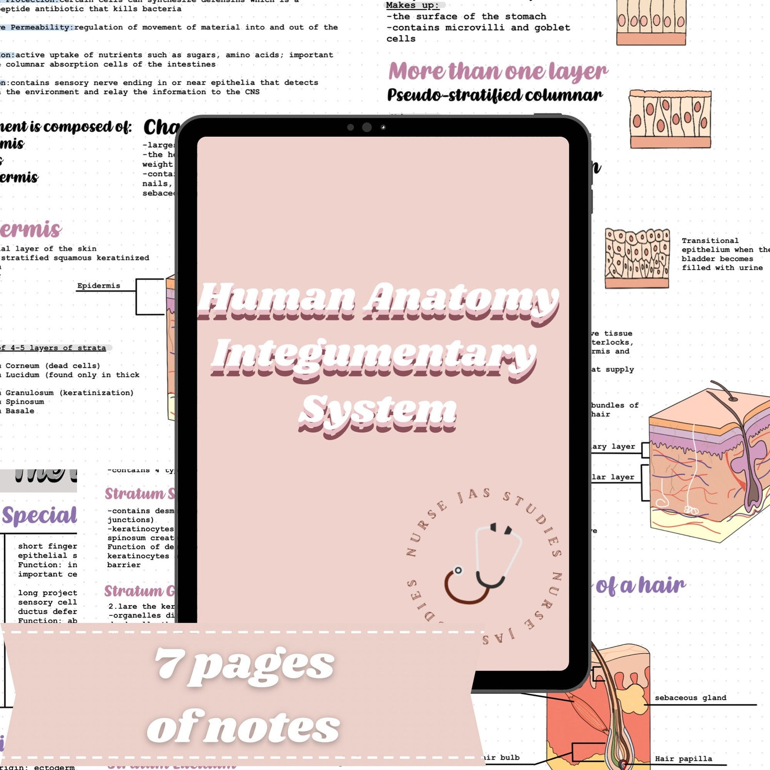 Human Anatomy | Integumentary System Study Guide | Epithelial Tissue ...