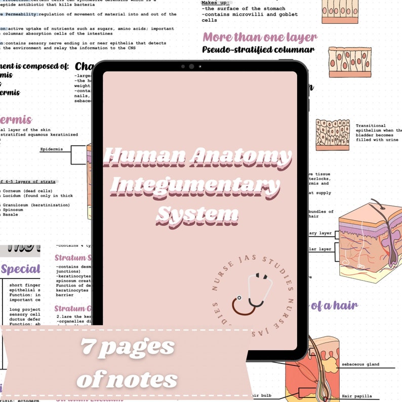 Human Anatomy | Integumentary System Study Guide | Epithelial Tissue ...