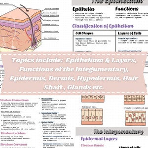Human Anatomy | Integumentary System Study Guide | Epithelial Tissue ...