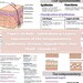 Human Anatomy | Integumentary System Study Guide | Epithelial Tissue ...
