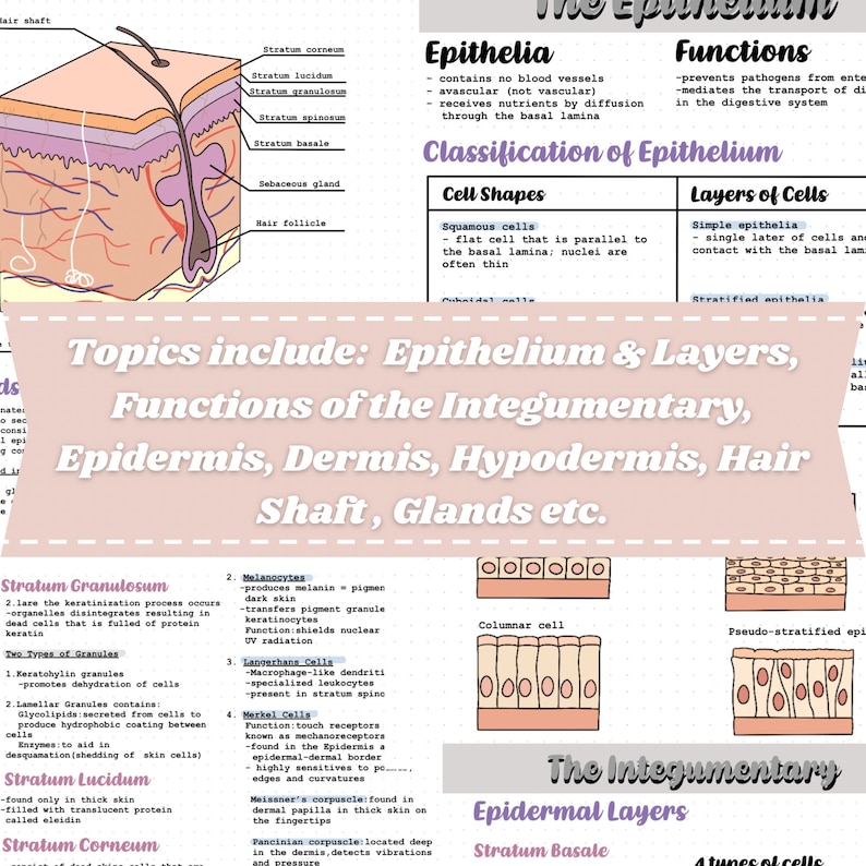 Human Anatomy | Integumentary System Study Guide | Epithelial Tissue ...