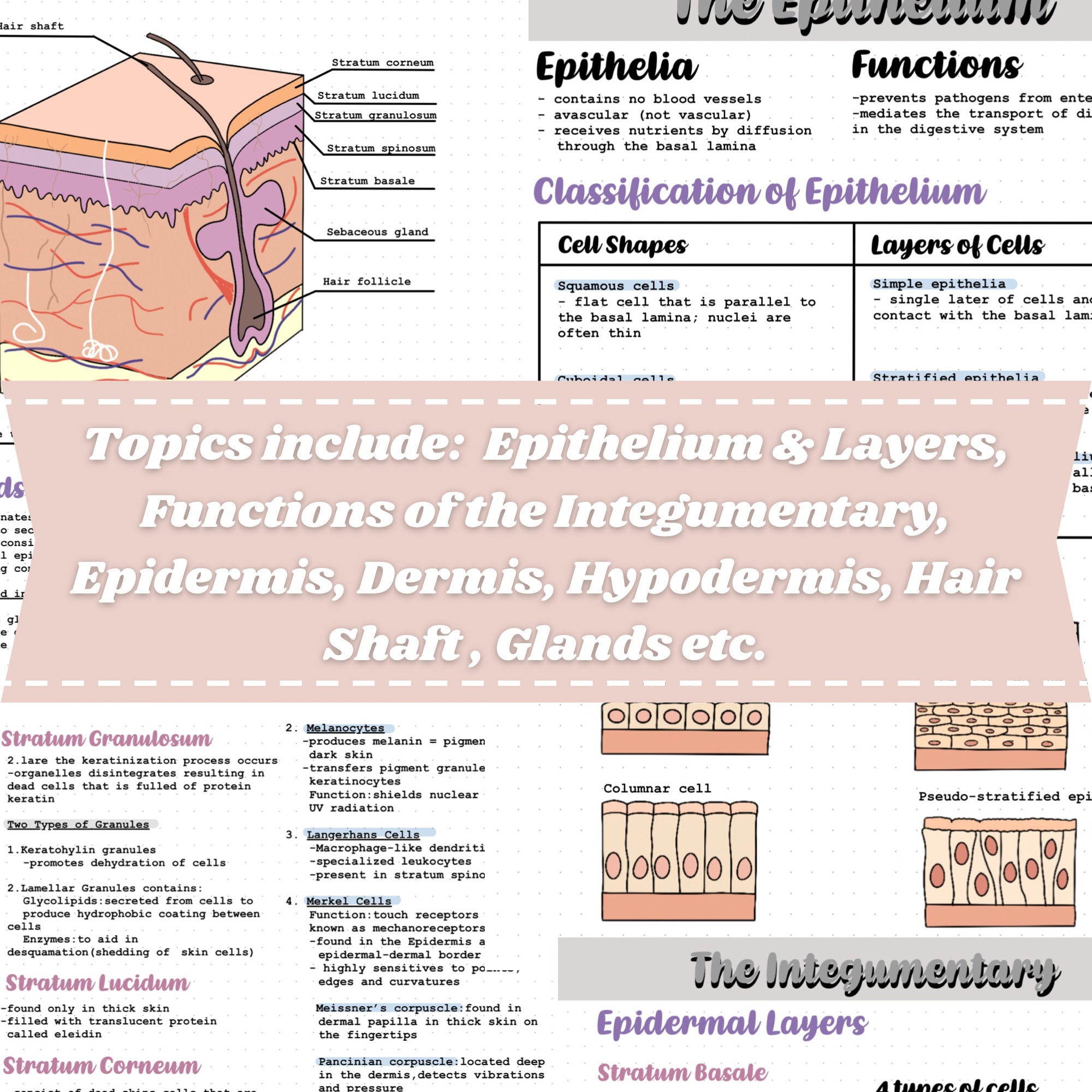 Human Anatomy | Integumentary System Study Guide | Epithelial Tissue ...