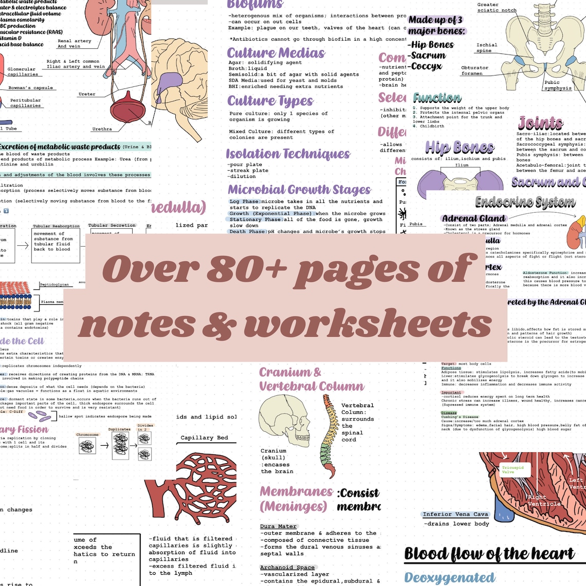 Human Anatomy Complete Study Bundle Anatomy Notes & Study - Etsy
