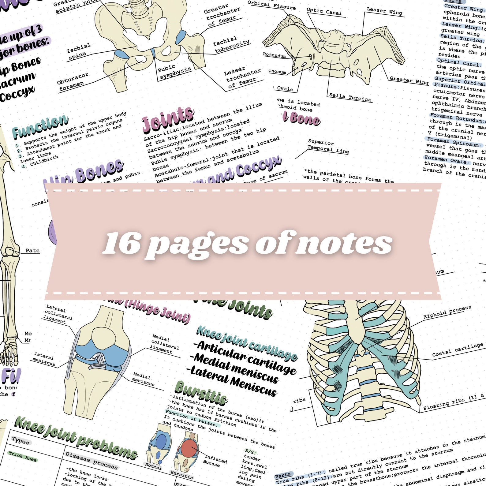 Human Anatomy Skeletal System Notes Arthrology Notes Etsy Human Anatomy Skeletal System Notes Arthrology Notes Etsy