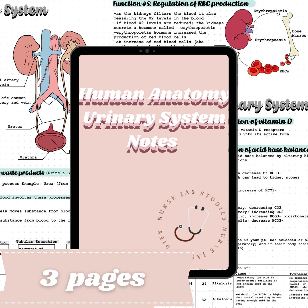 Human Anatomy | Urinary System Notes - Etsy