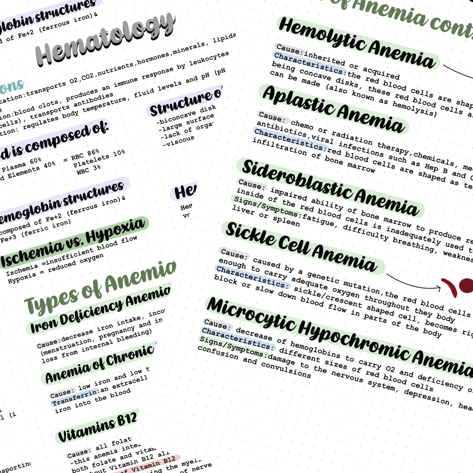 Human Anatomy Hematology Notes - Etsy