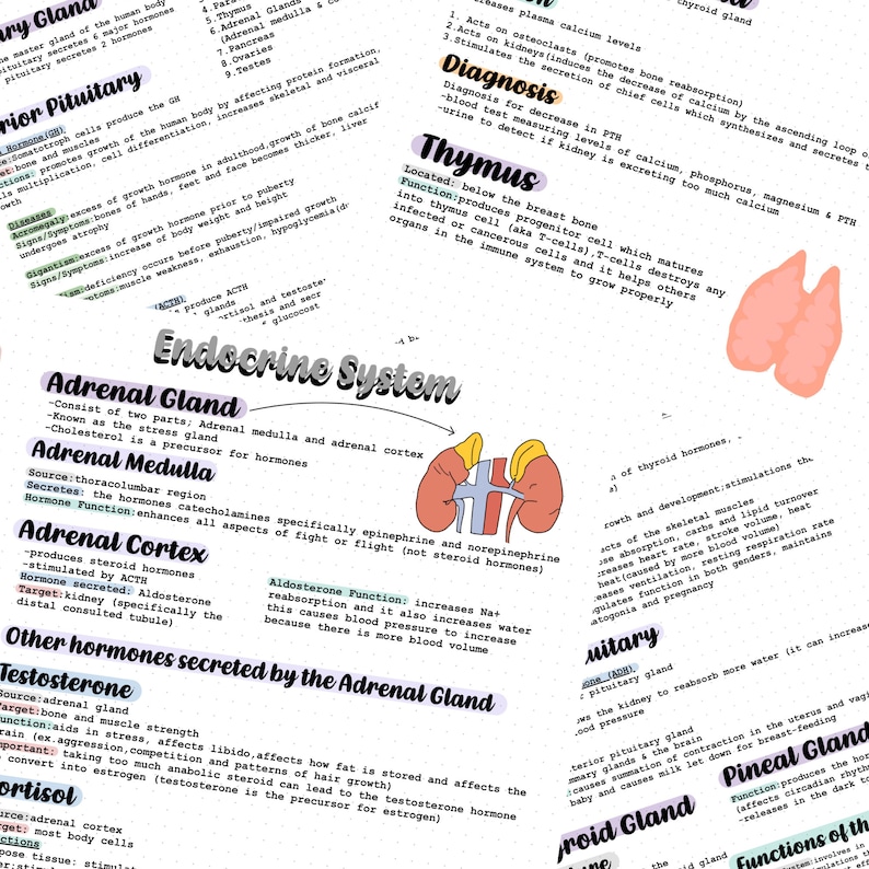 Human Anatomy | Endocrine System Notes - Etsy