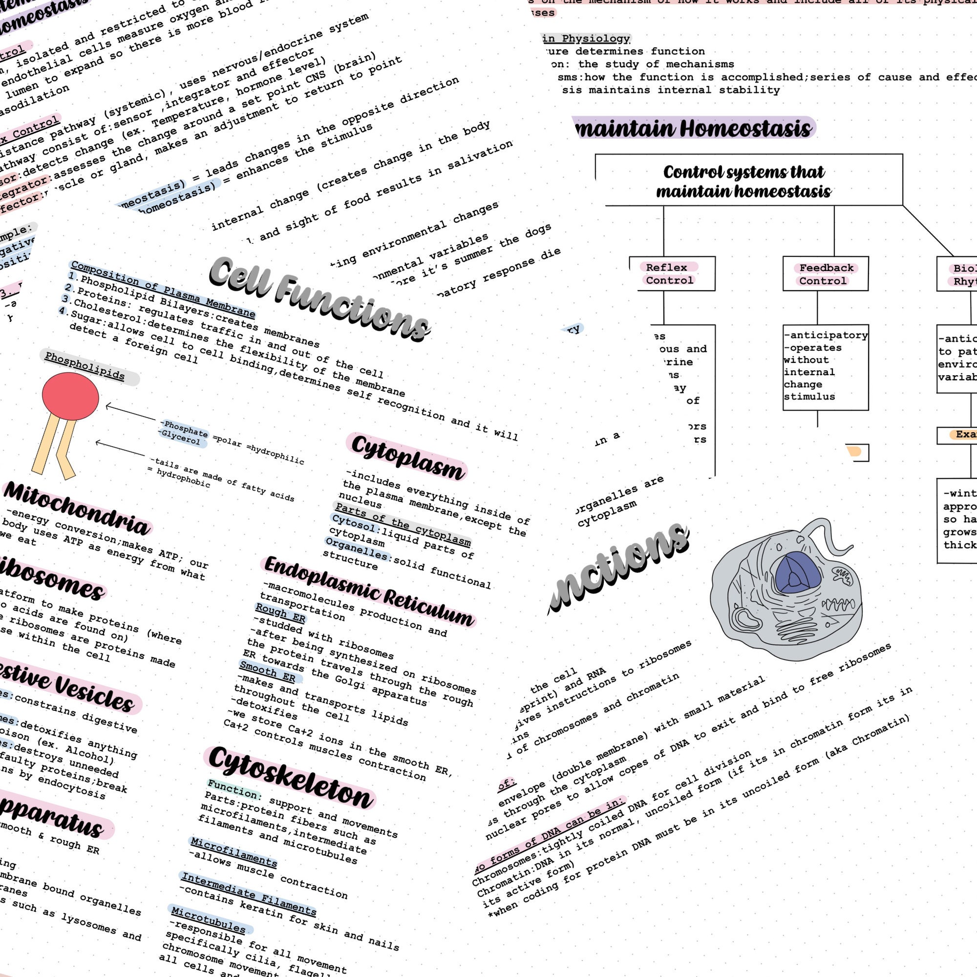 Human Physiology | Introduction and Homeostasis Notes | Cell Function ...