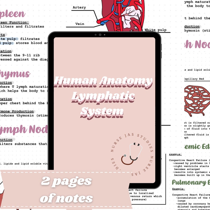 Human Anatomy | Lymphatic System Notes - Etsy