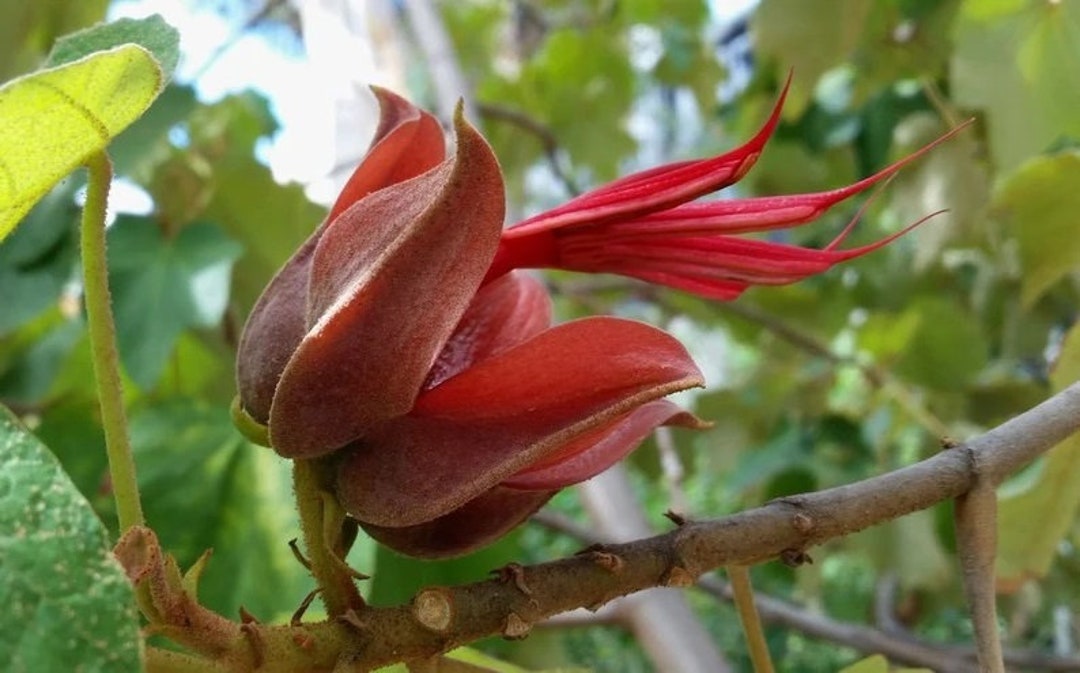 Chiranthodendron Pentadactylon Devil's - Monkey Hand Tree 15 Seeds - Etsy