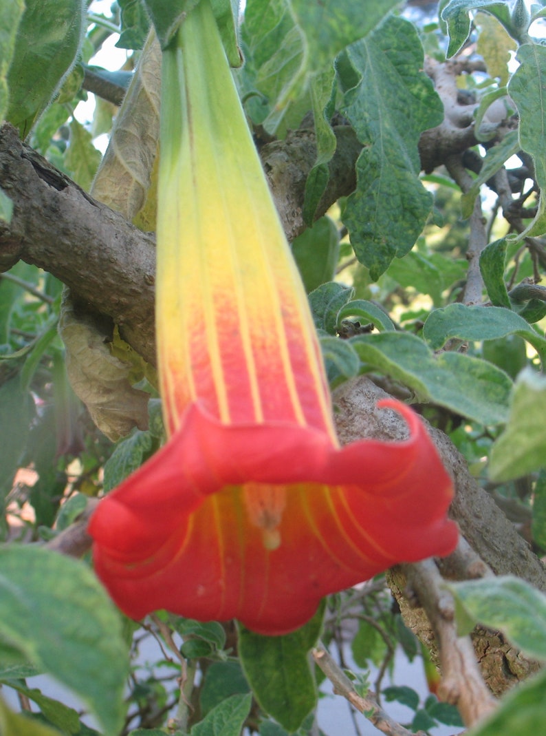 Angel Trumpet Brugmansia Sanguinea Red 15 Seeds - Etsy