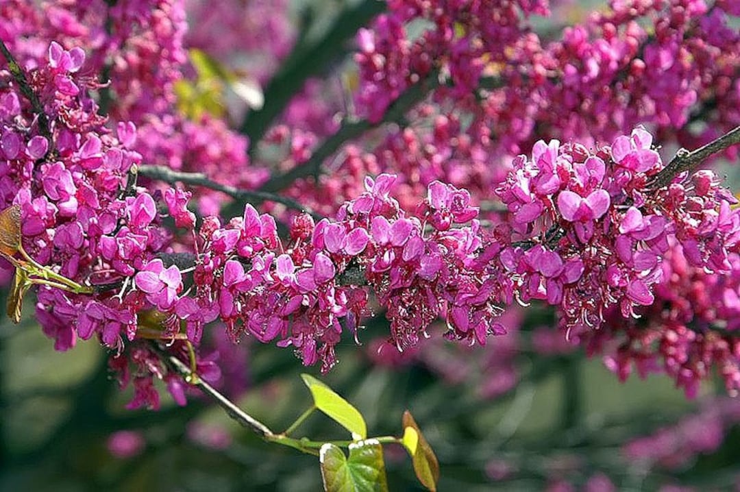 Texas Redbud| Cercis Canadensis Var. Texensis Oklahoma | 5 Seeds - Etsy