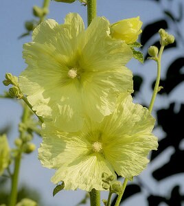 Alcea Rugosa Perennial Russian Hollyhock 10 Seeds - Etsy