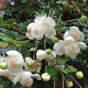 Ugni Molinae | Chilean Guava | Strawberry Myrtle | 10 Seeds - Etsy