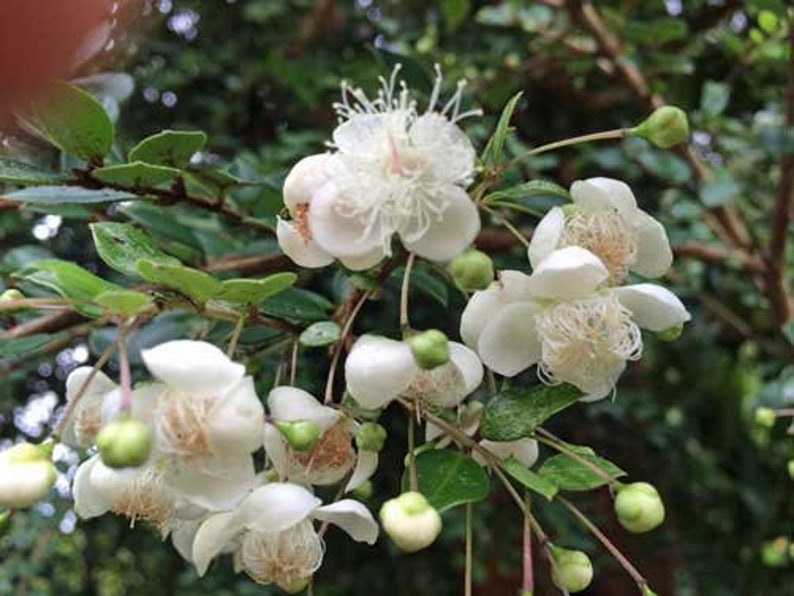 Ugni Molinae | Chilean Guava | Strawberry Myrtle | 10 Seeds - Etsy
