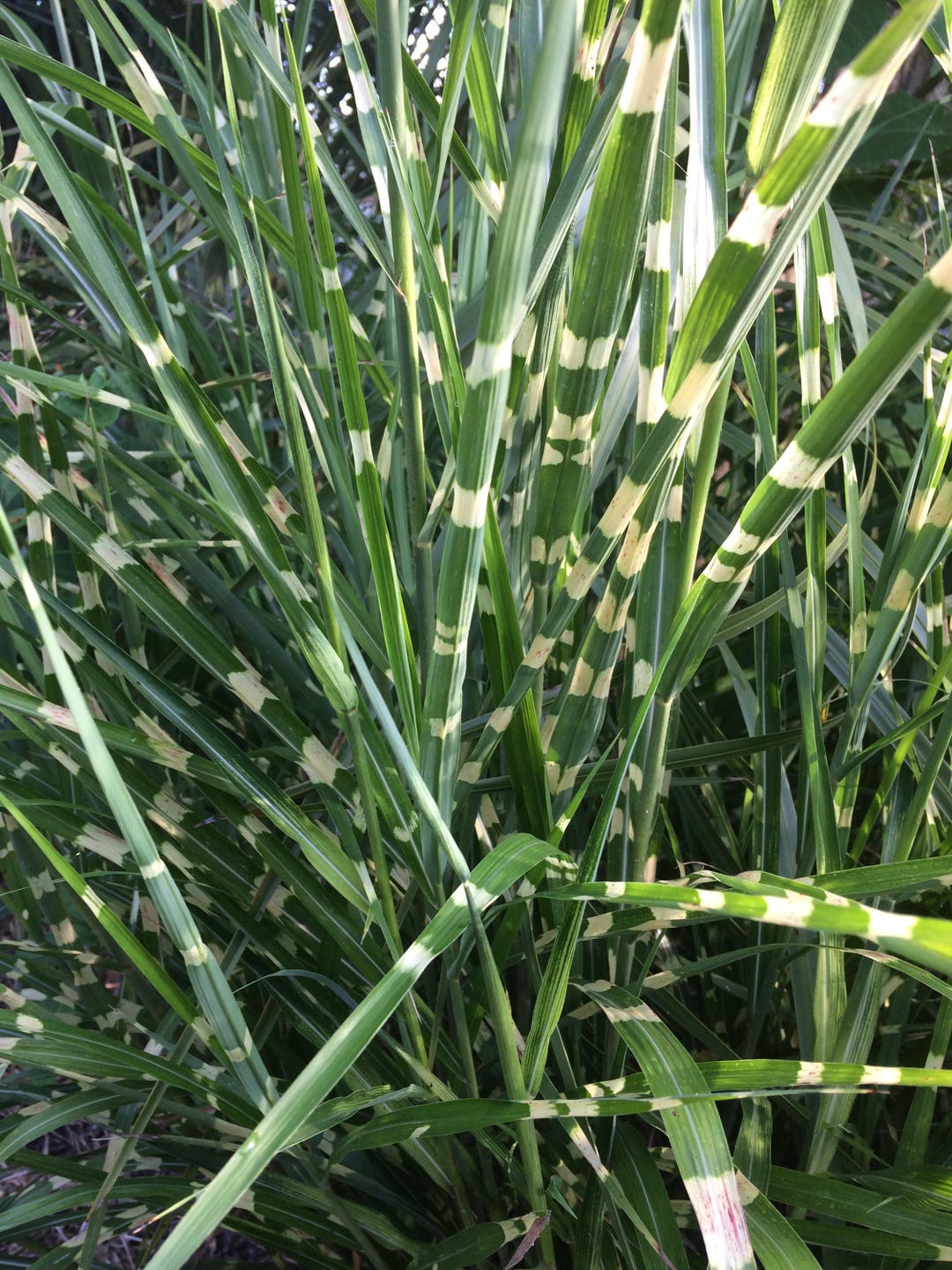 Porcupine Grass Miscanthus Sinensis ‘strictus’ 15 Seeds - Etsy