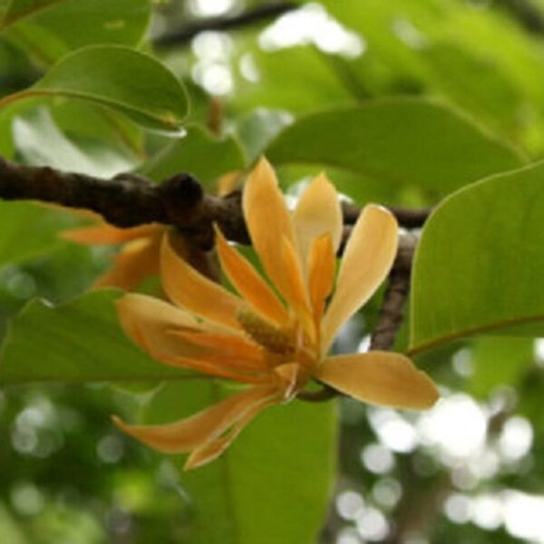 Magnolia Champaca Plant - Etsy