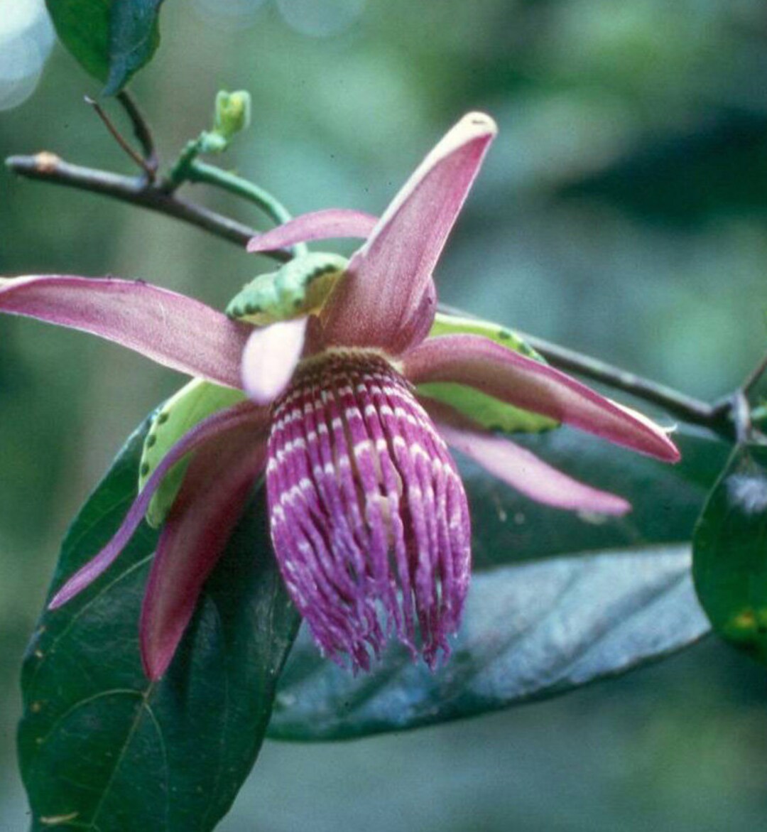 Ambigua Jujito Passiflora 7 Seeds - Etsy