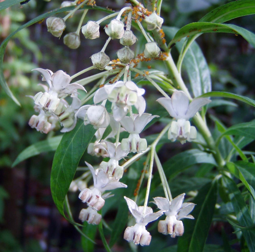 Gomphocarpus Fruiticosa African Swan Milkweed 10 Seeds - Etsy