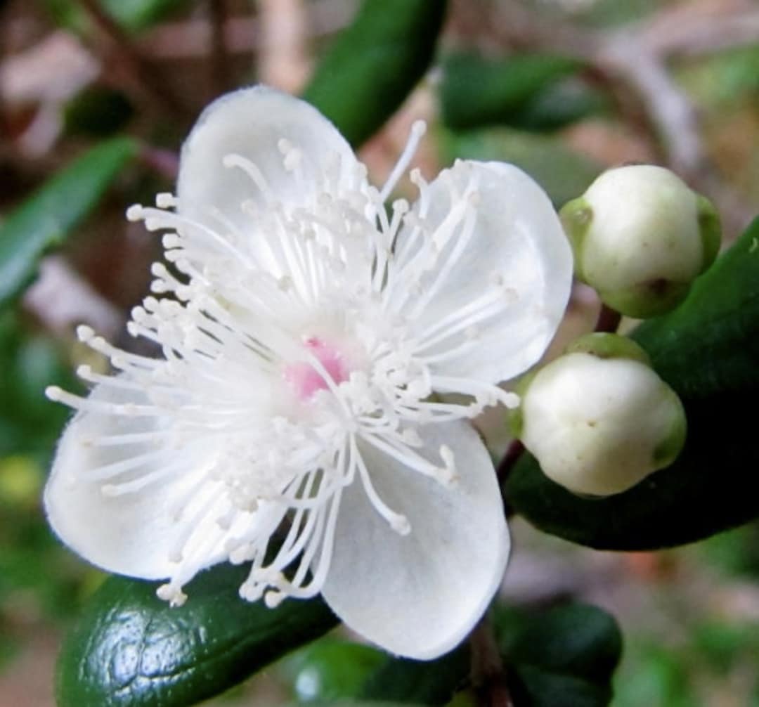 Luma Apiculata Black Chilean Myrtle 10 Seeds - Etsy