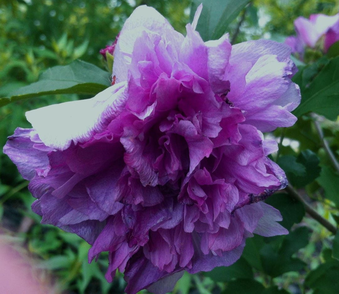 Hibiscus Ardens Purple Quart Plant - Etsy