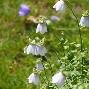 Codonopsis Clematidea Bonnet Bellflower 10 Seeds - Etsy