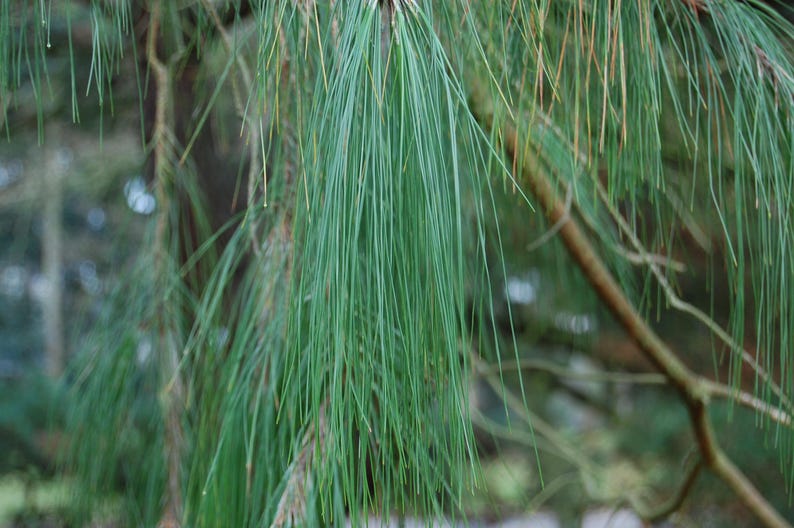 Pinus Patula Ocote Nacho Mexican Weeping Pine 30 Seeds - Etsy