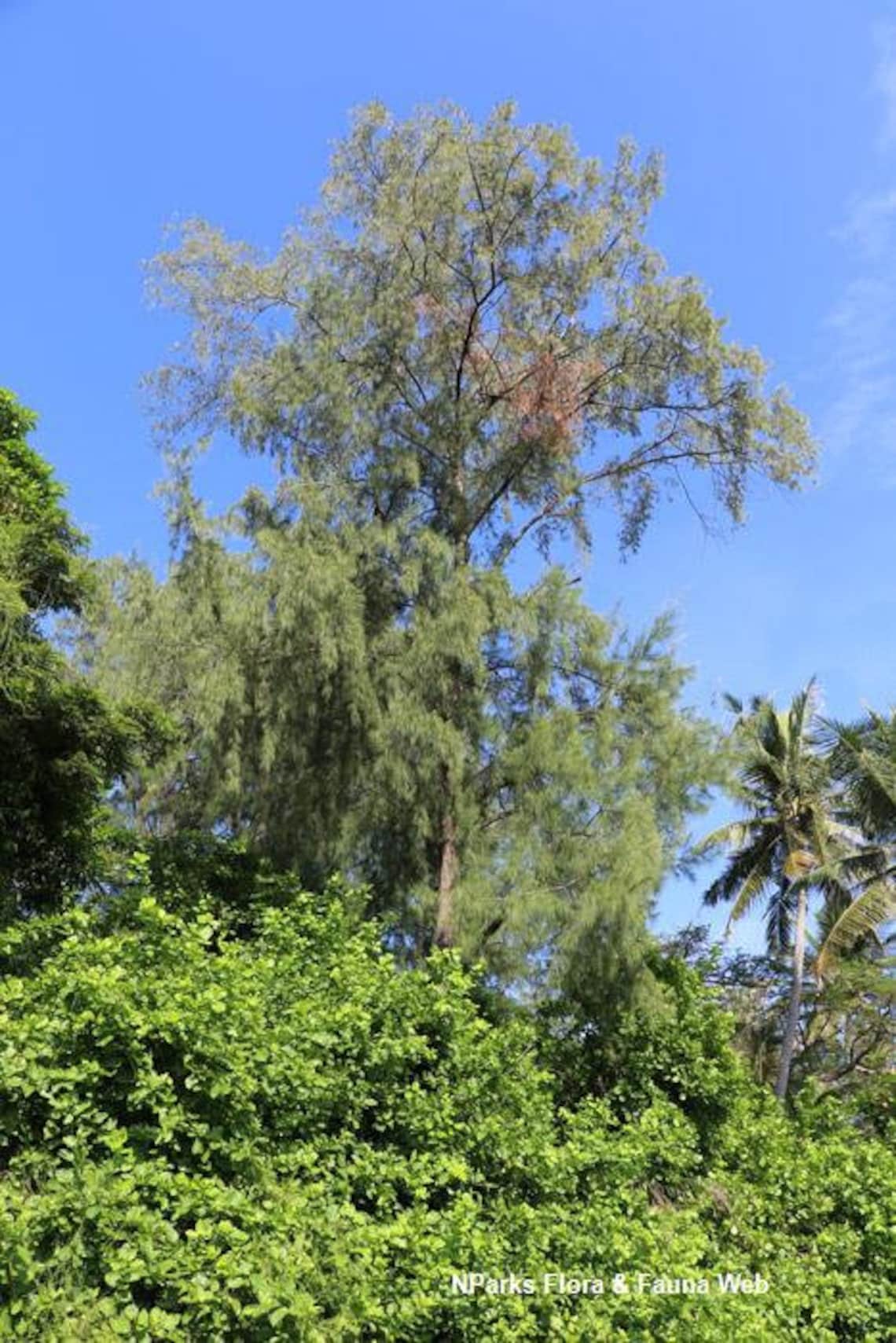 Coastal She-oak Tree Horsetail She-oak Casuarina Equisetifolia 30 Seeds ...