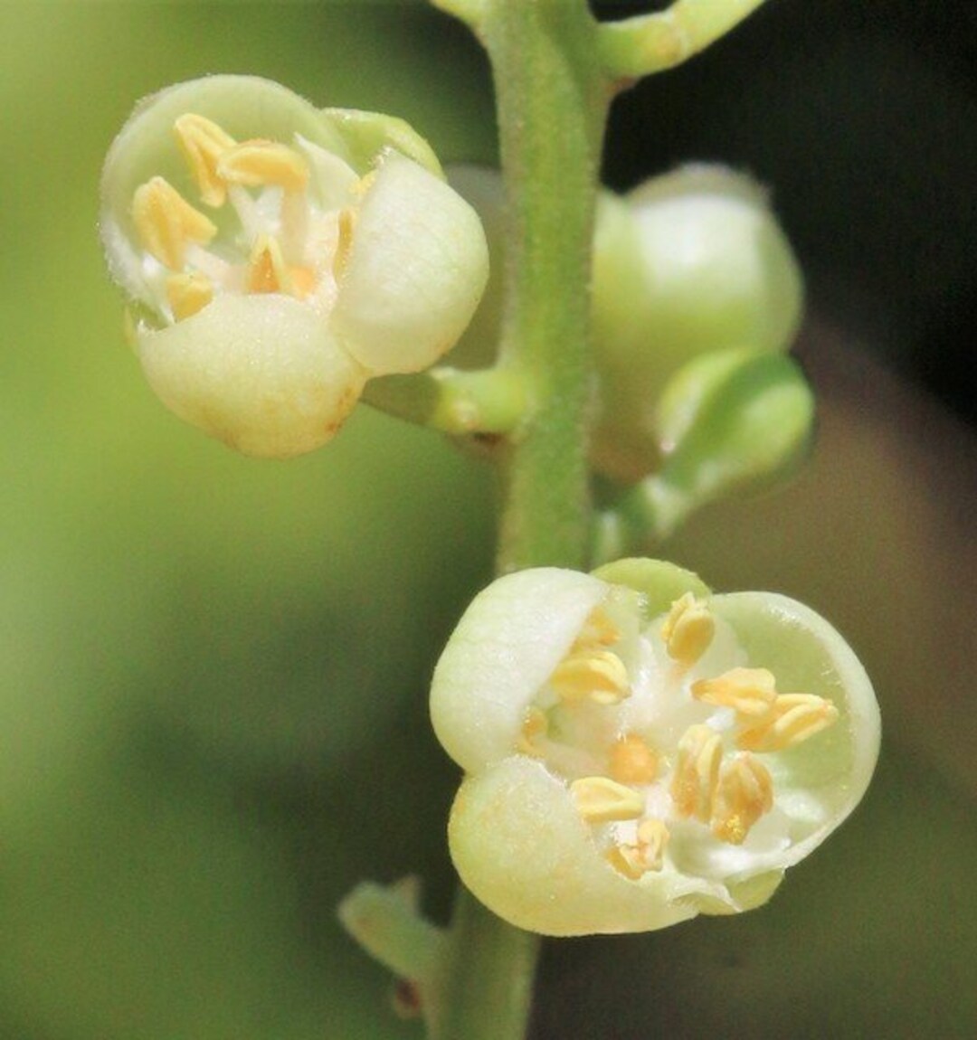 Cupaniopsis Anacardioides | Tuckeroo Tree | Beach Tamarind 10 Seeds - Etsy