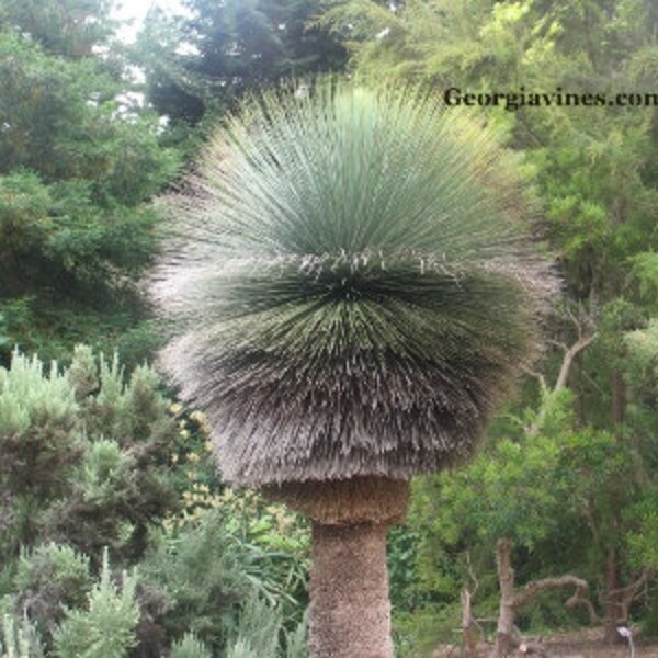 Tree and Grass - Etsy